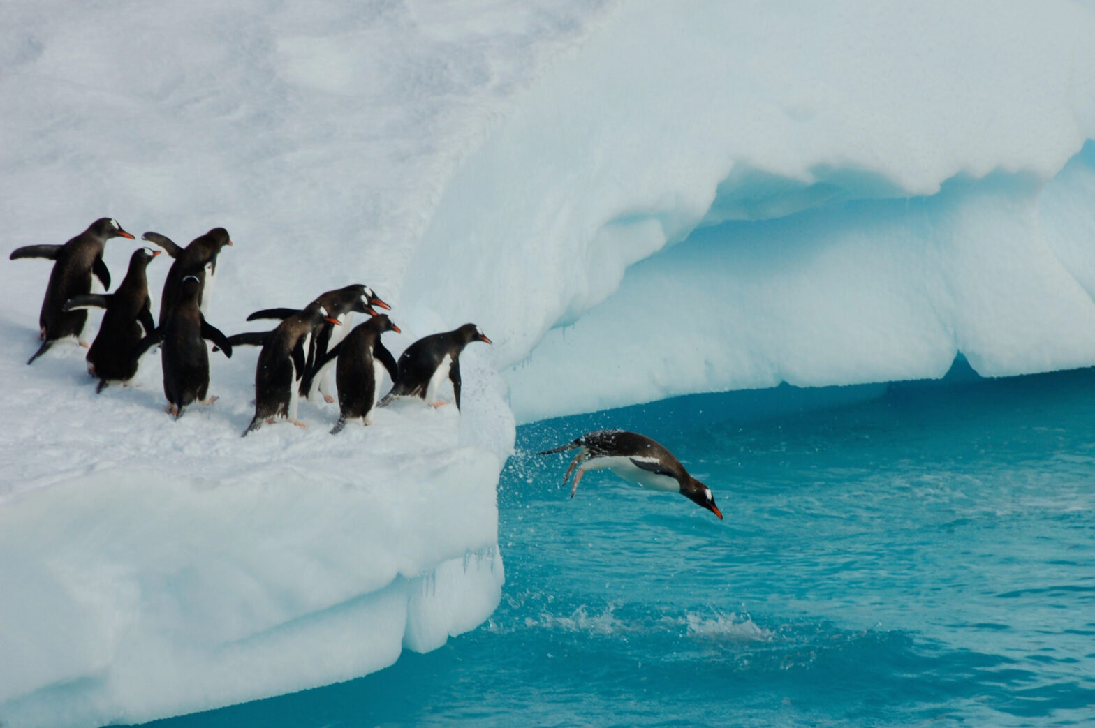 World Penguin Day: 15 Wild Adaptations That Help Penguins Thrive Almost ...
