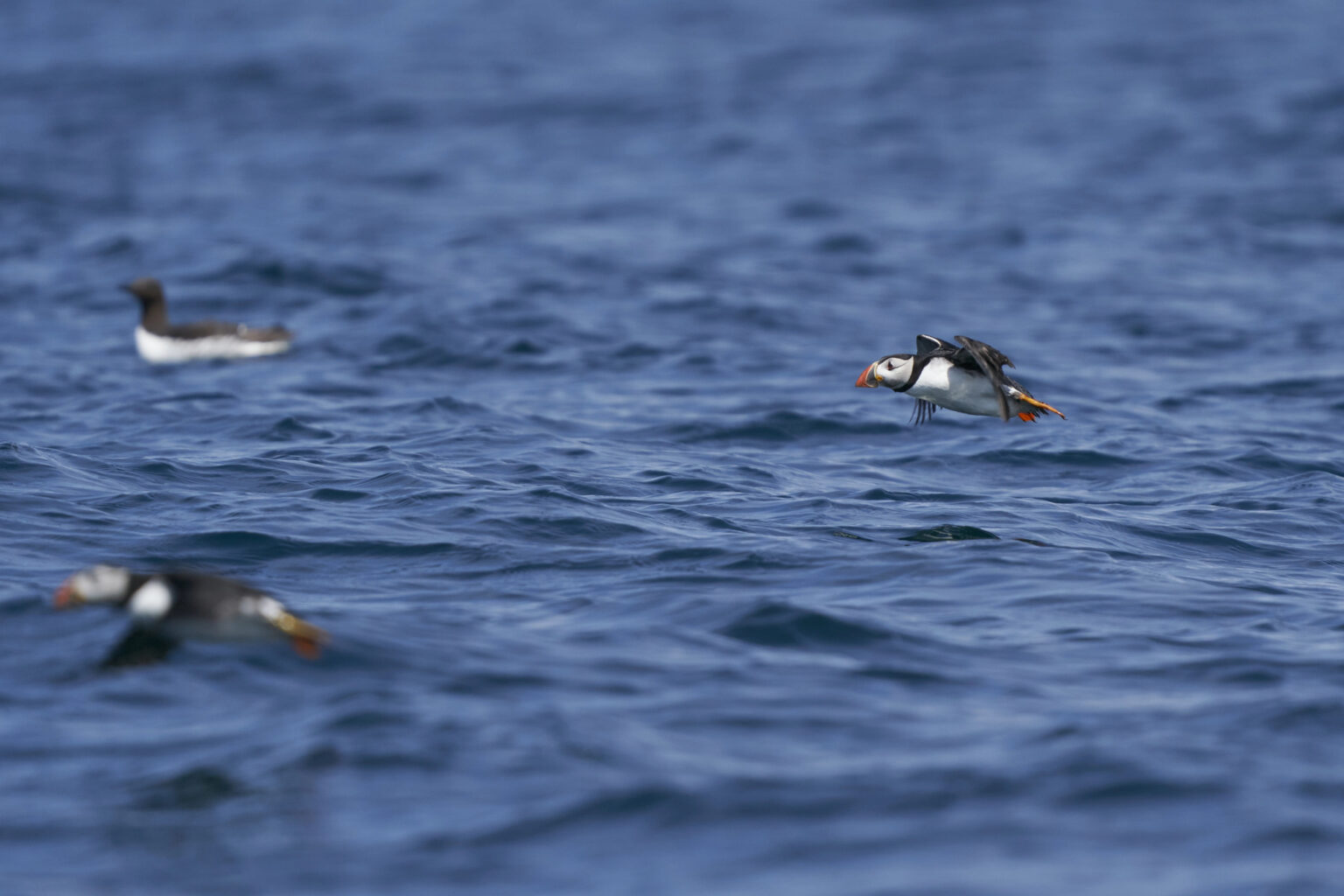 Puffin Day: 17 Things You Never Knew About These Adorable Birds