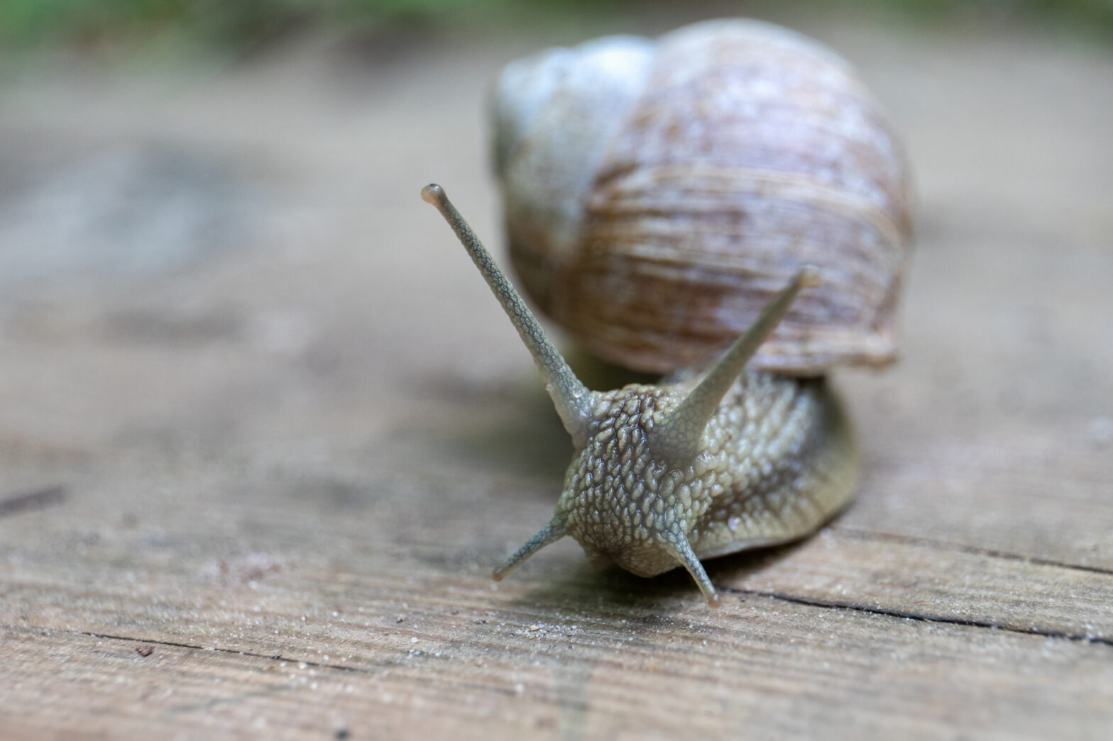 17 Things You Didn't Know About Snails (Including Their 3-Year Naps)
