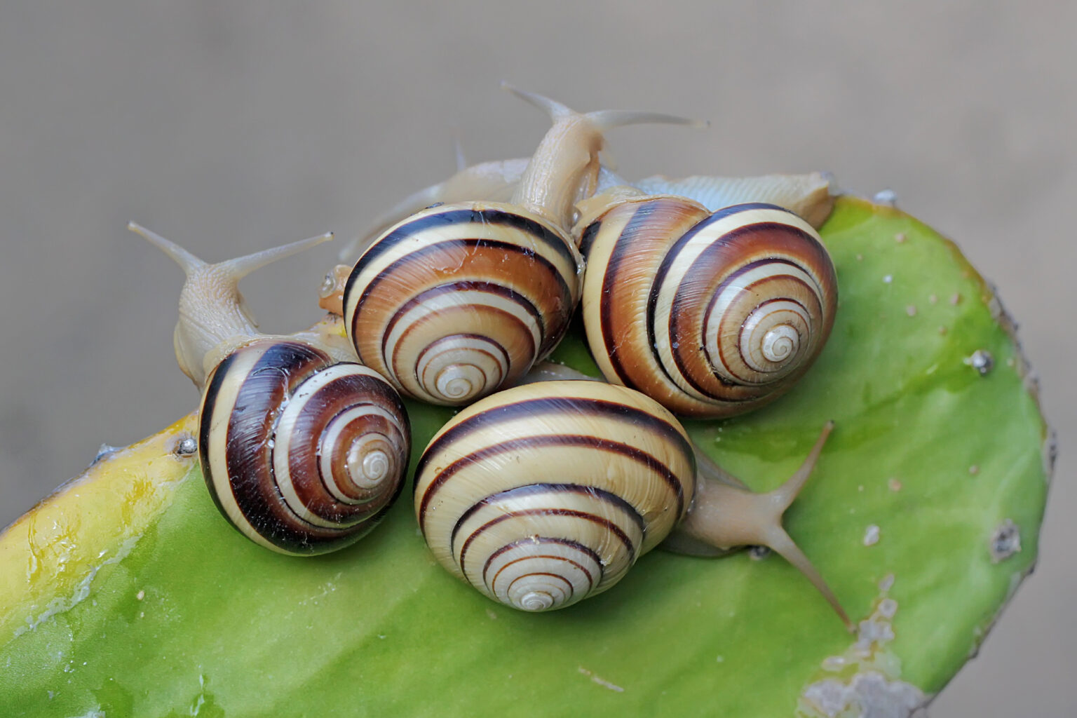 17 Things You Didn't Know About Snails (Including Their 3-Year Naps)
