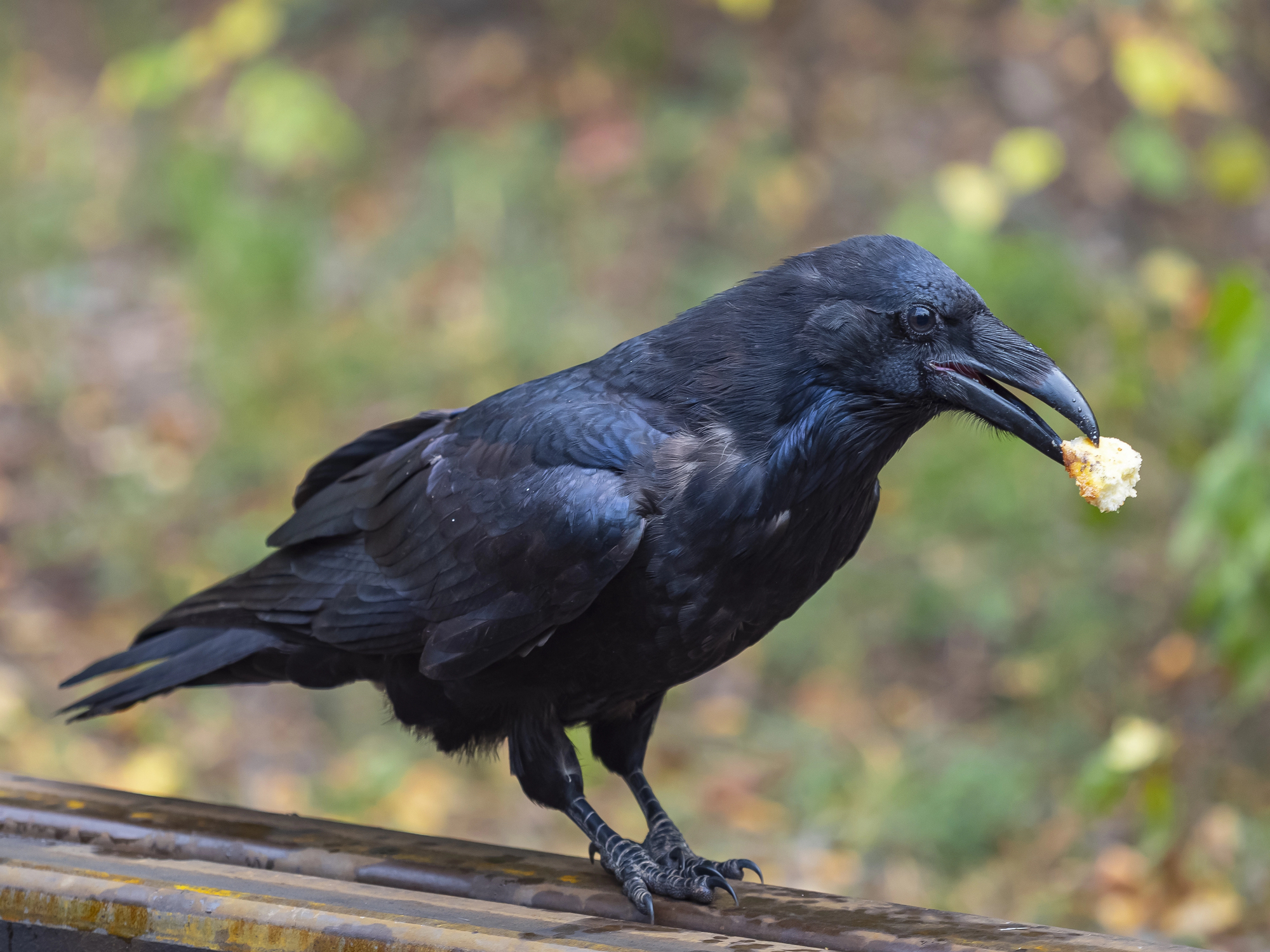 15 Things You Never Knew About Crows