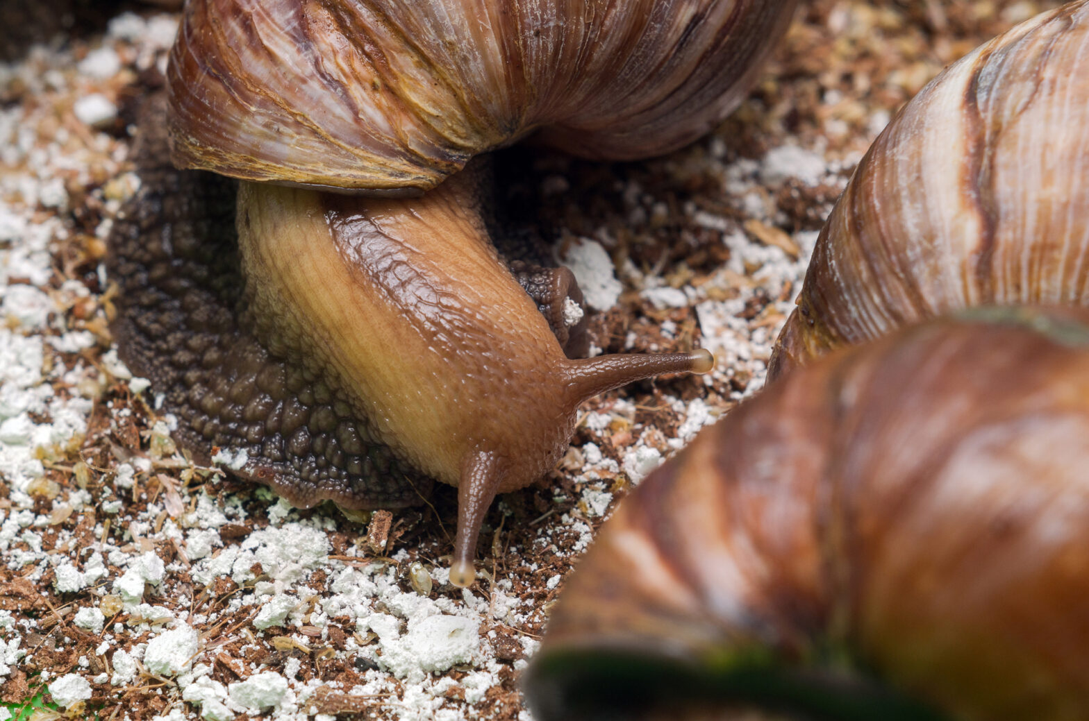 17 Things You Didn't Know About Snails (Including Their 3-Year Naps)