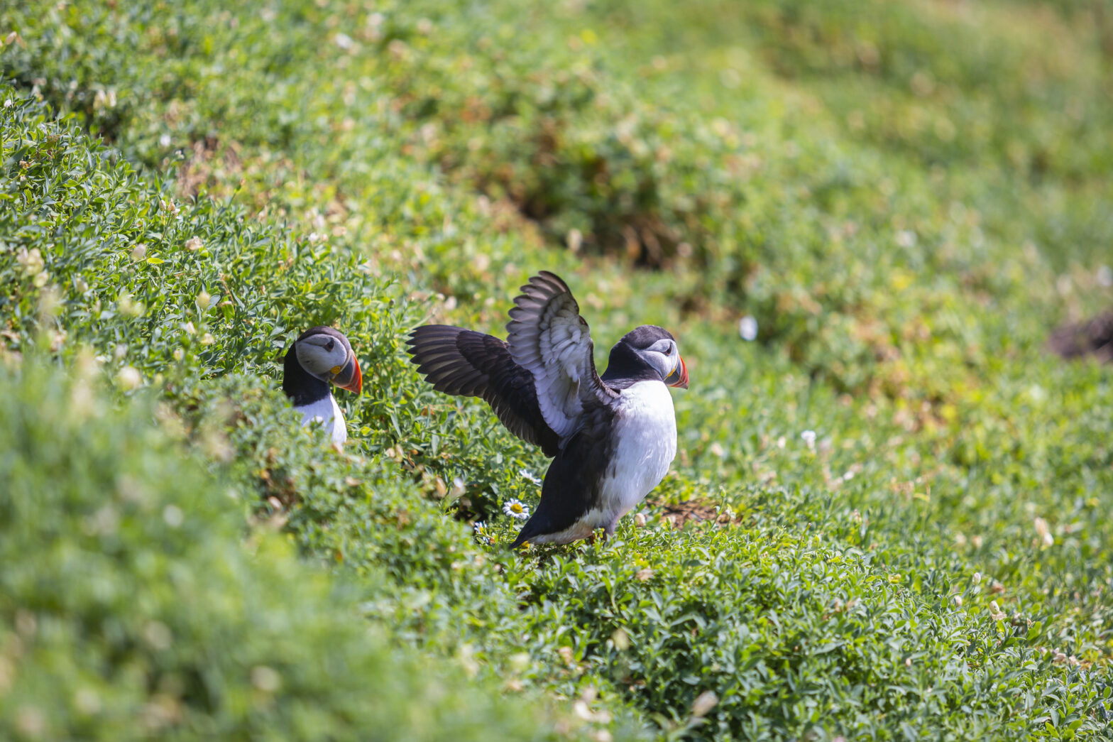 Puffin Day: 17 Things You Never Knew About These Adorable Birds
