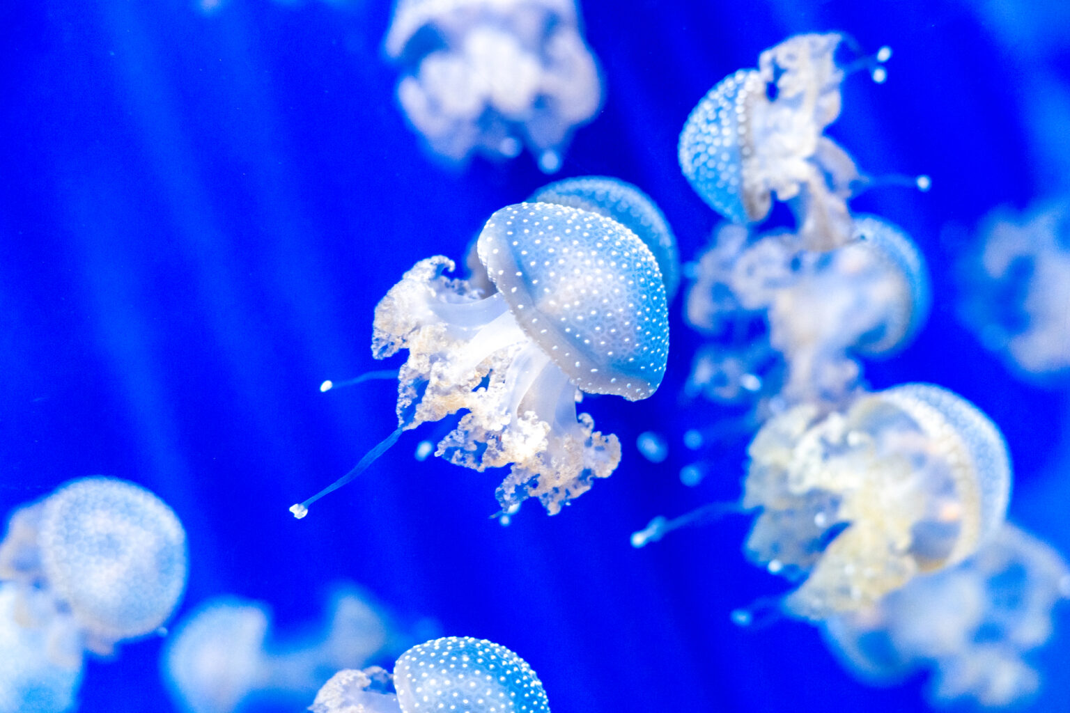 10 Strange Things That Have Been Found in the Deepest Parts of the Ocean