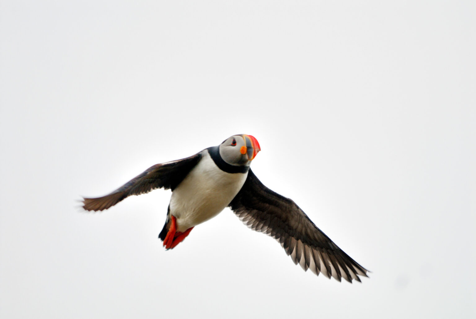 Puffin Day: 17 Things You Never Knew About These Adorable Birds