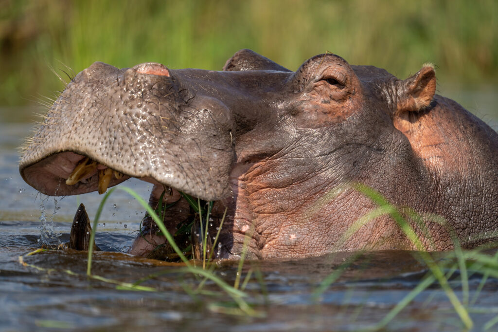 Pygmy Hippo Day: 15 Weird and Wonderful Traits of This Endangered Species