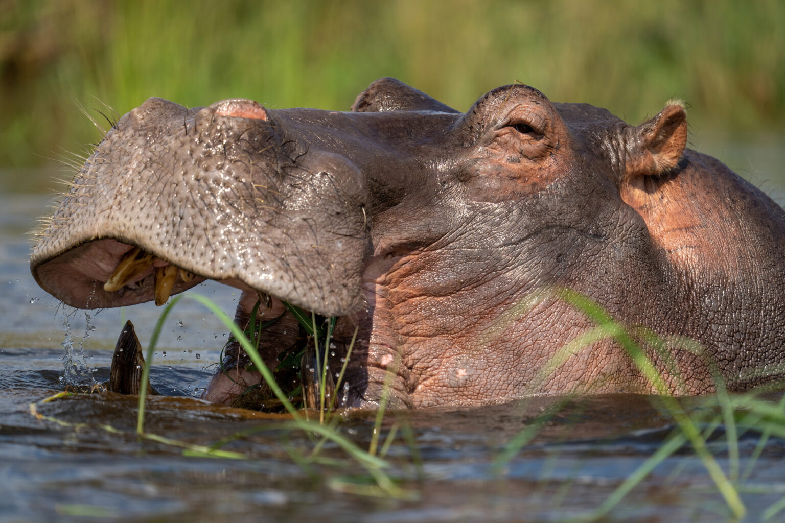 Pygmy Hippo Day: 15 Weird and Wonderful Traits of This Endangered Species