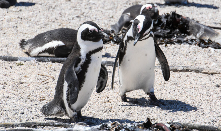 World Penguin Day: 15 Wild Adaptations That Help Penguins Thrive Almost ...