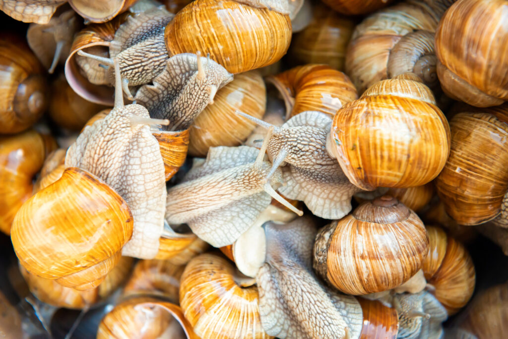 17 Things You Didn't Know About Snails (Including Their 3-Year Naps)