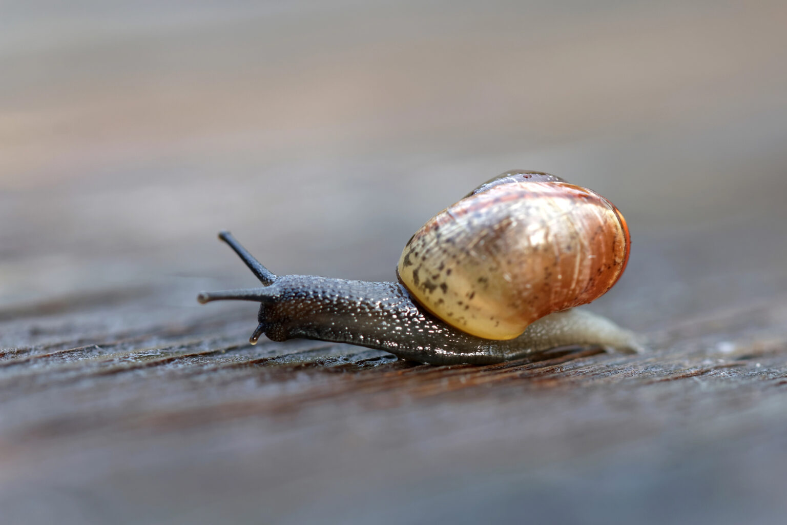 17 Things You Didn't Know About Snails (Including Their 3-Year Naps)