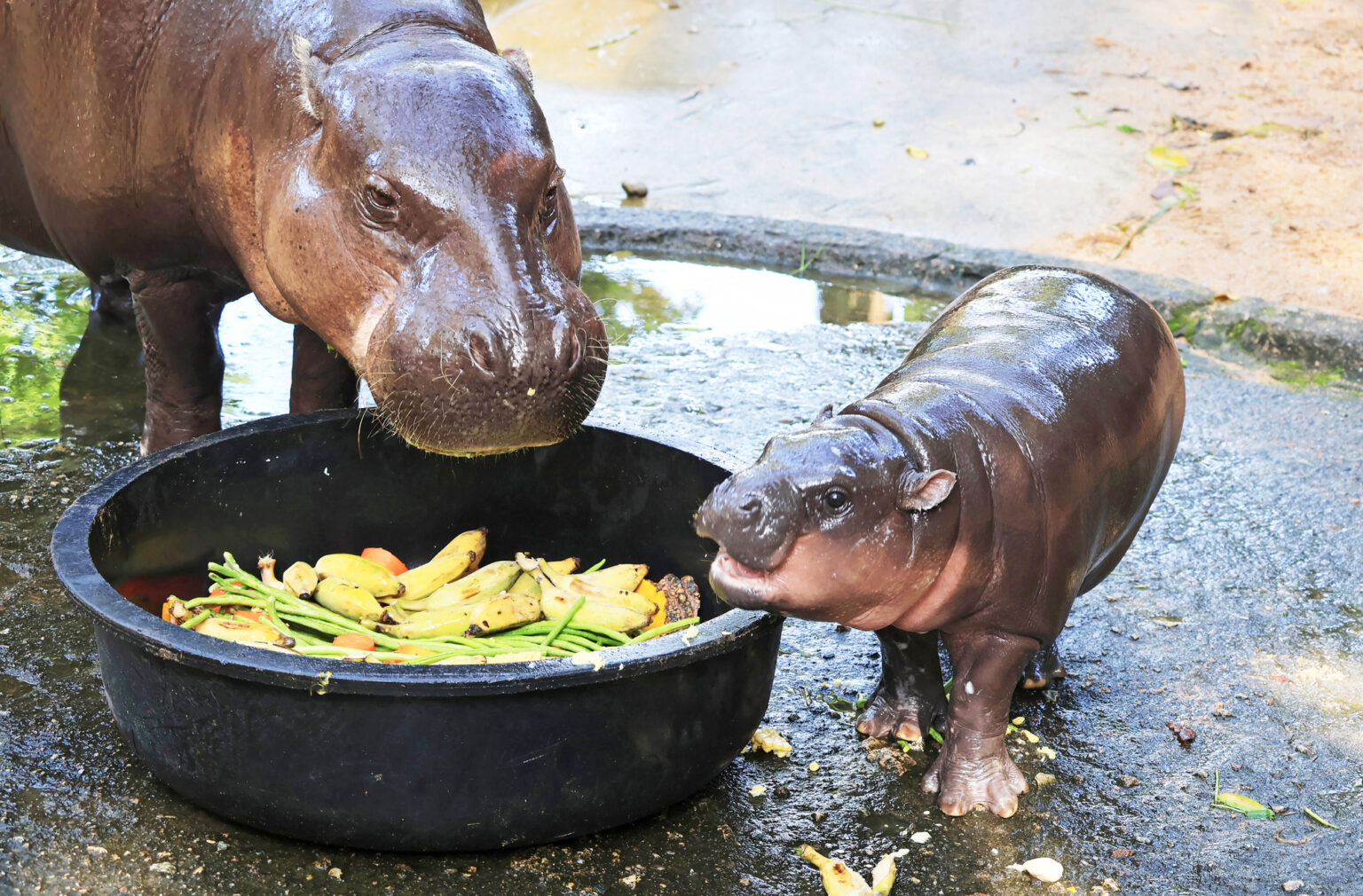 Pygmy Hippo Day: 15 Weird and Wonderful Traits of This Endangered Species