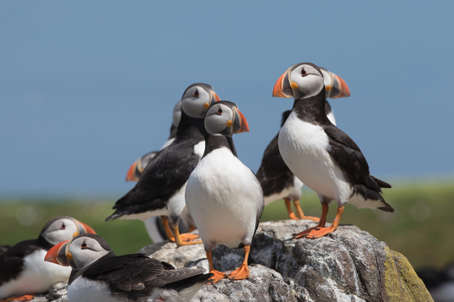 Puffin Day: 17 Things You Never Knew About These Adorable Birds