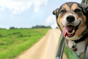 13 Heartwarming Stories of Pets That Changed Their Owners' Lives Forever