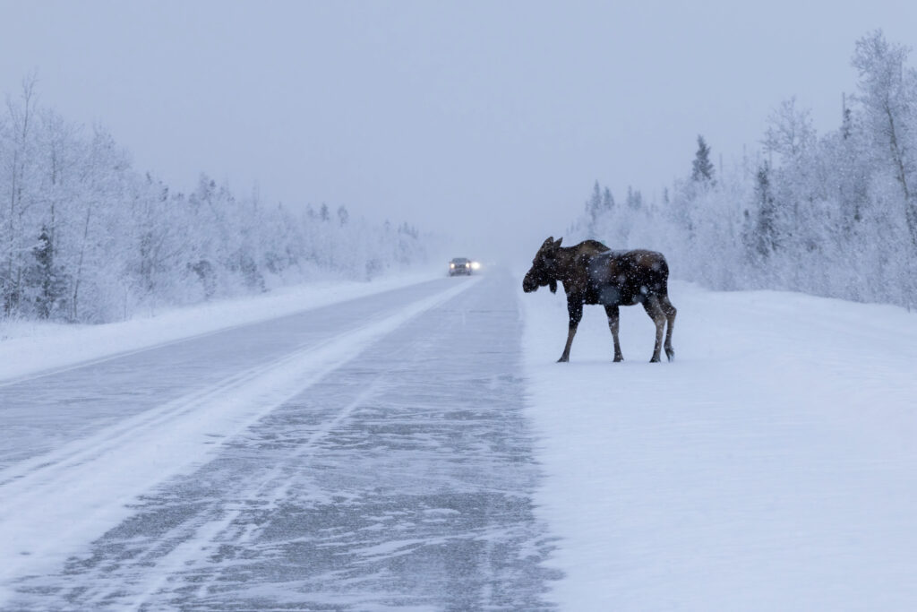 17 Rare Facts About the Day the U.S. Bought Alaska