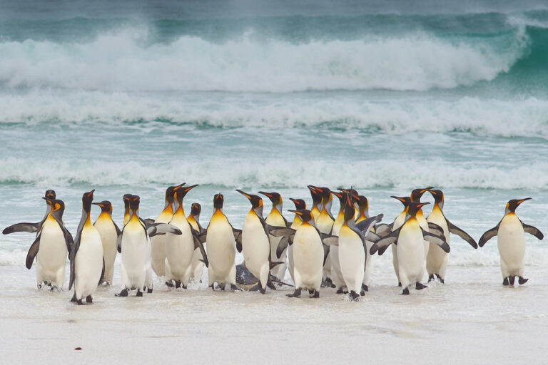 World Penguin Day: 15 Wild Adaptations That Help Penguins Thrive Almost ...
