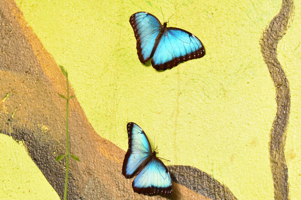 16 Times the Animal Kingdom Outperformed Anything Humans Invented