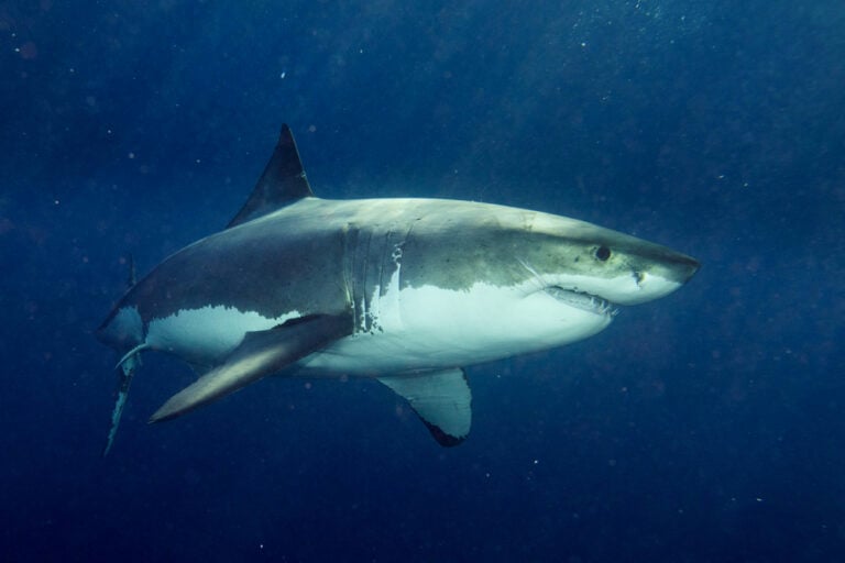 14 Things That Happened Behind the Scenes During the Filming of Jaws