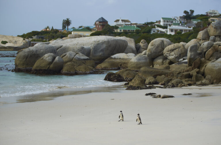 World Penguin Day: 15 Wild Adaptations That Help Penguins Thrive Almost ...