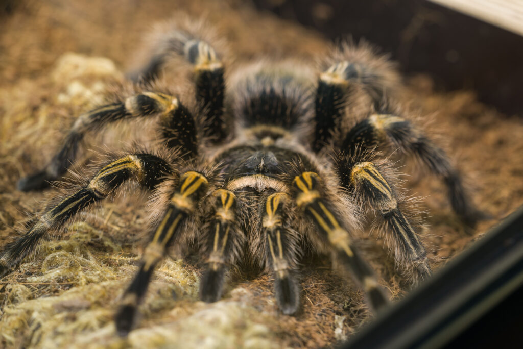 15 Giant Spider Species People Have Actually Seen