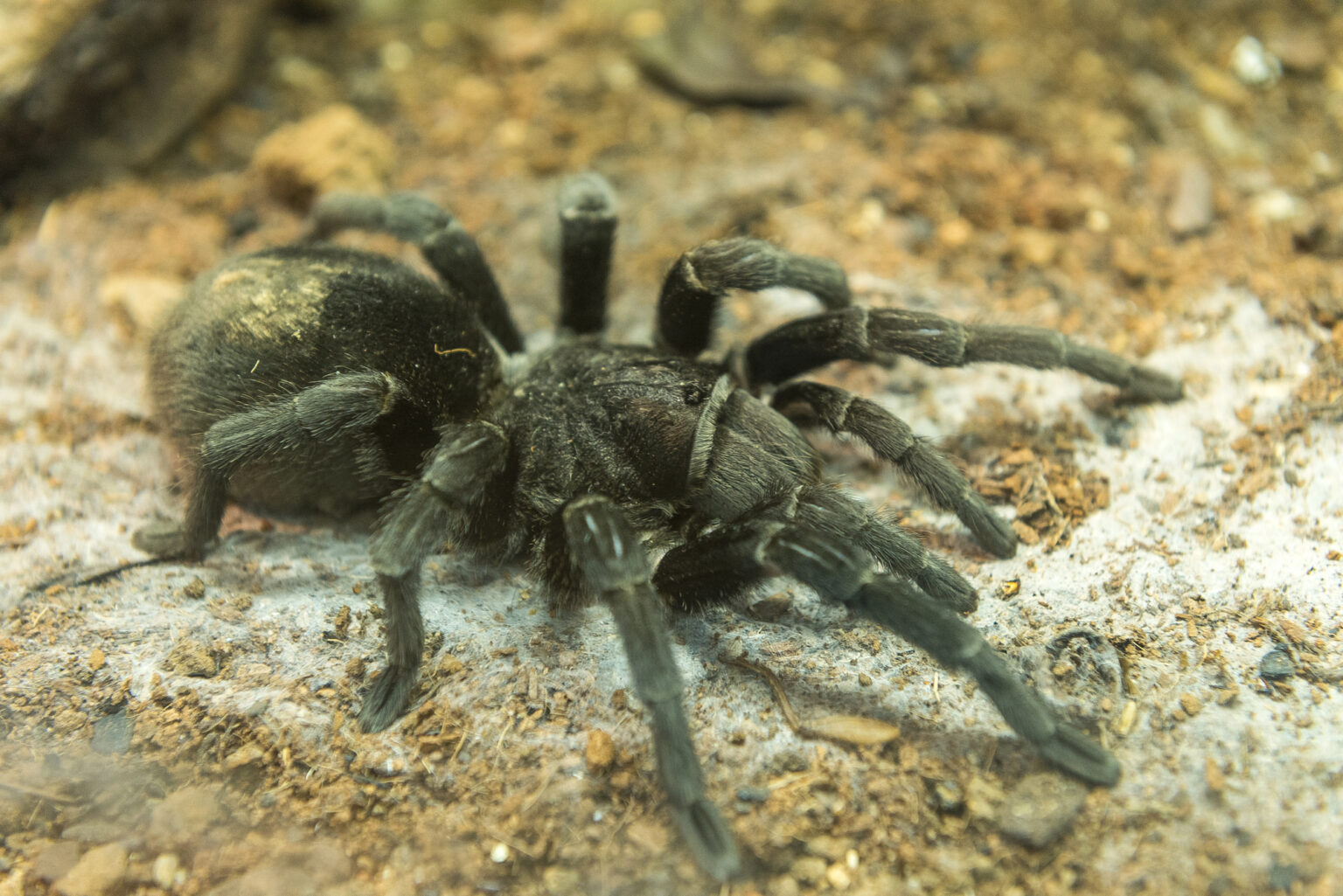 15 Giant Spider Species People Have Actually Seen