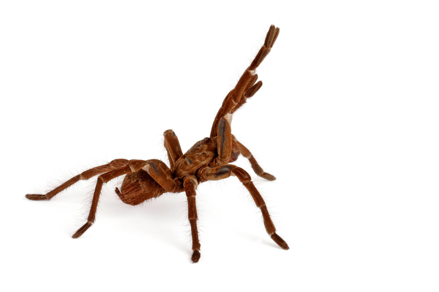 15 Giant Spider Species People Have Actually Seen