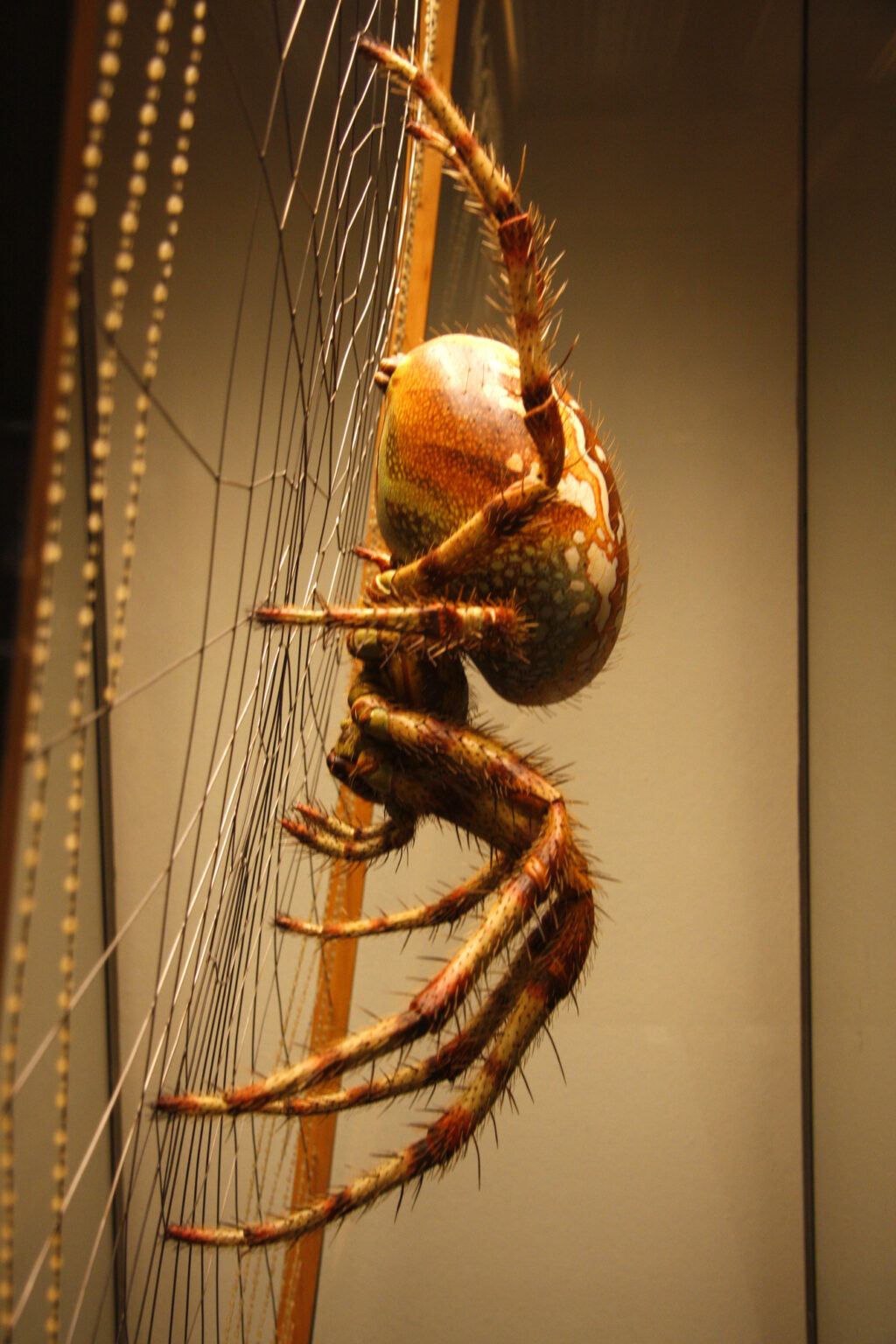 15 Giant Spider Species People Have Actually Seen