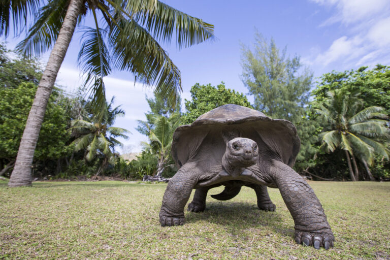 17 Longest-Living Creatures Ever Recorded