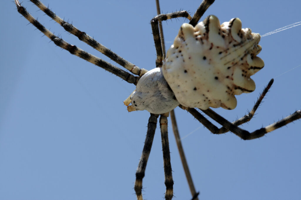 15 Giant Spider Species People Have Actually Seen