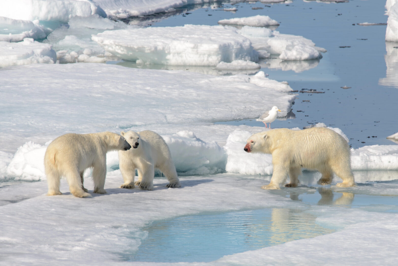 15 Facts About the North Pole Most People Don't Know
