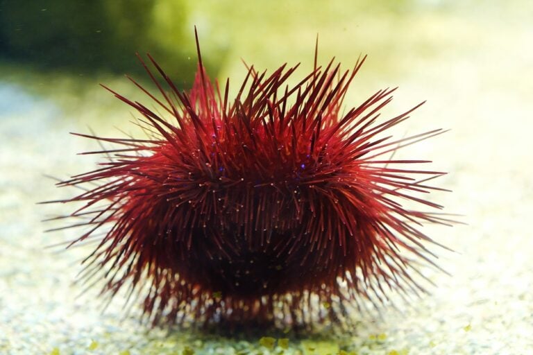 17 Longest-Living Creatures Ever Recorded