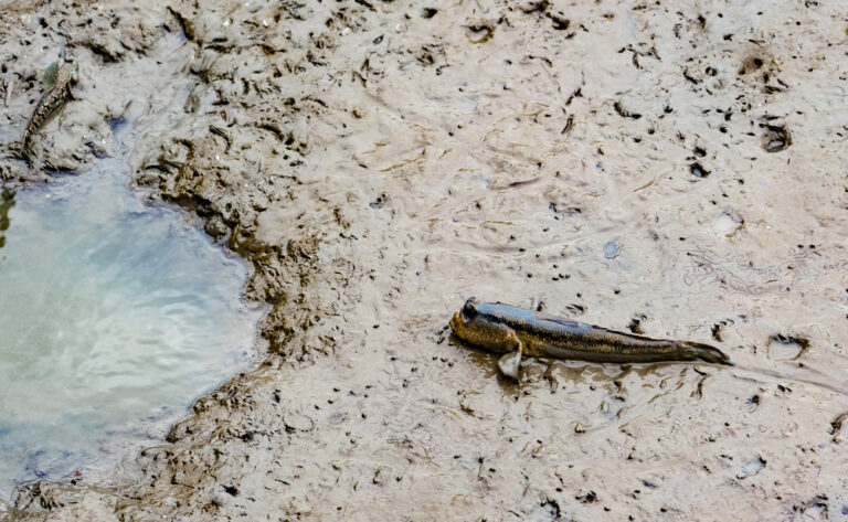 14 Fishes That Can Survive on Land for Long
