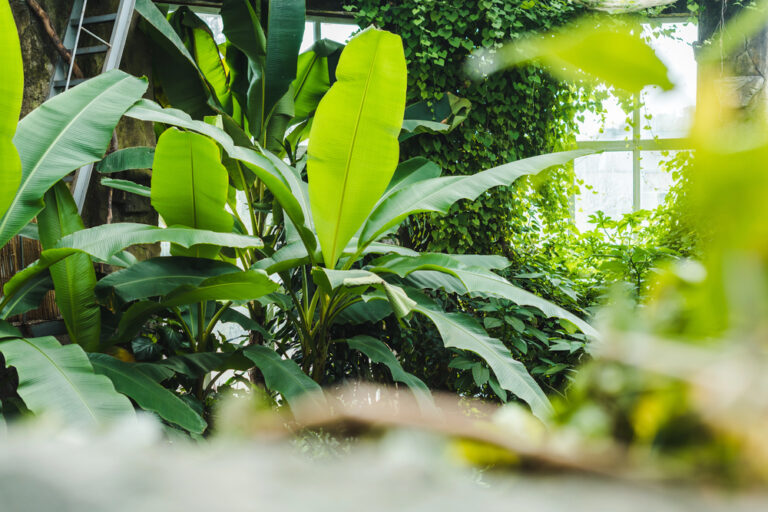 14 Interesting Facts About Rainforest Ecosystems