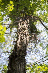 14 Interesting Facts About Rainforest Ecosystems