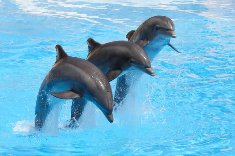 15 Dolphin Behaviors Observed by Scientists