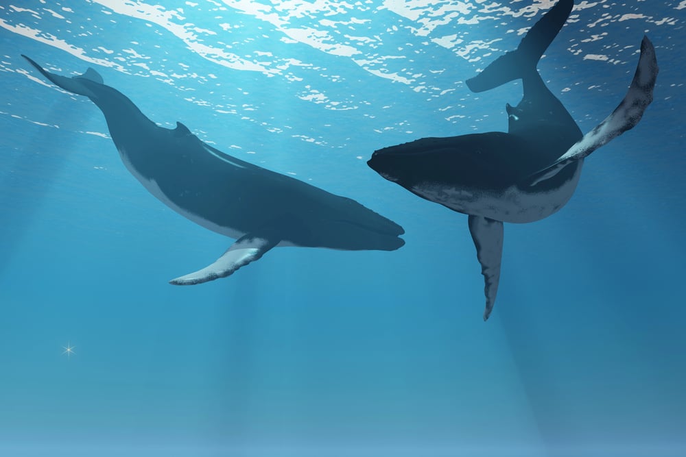 17 Longest-Living Creatures Ever Recorded