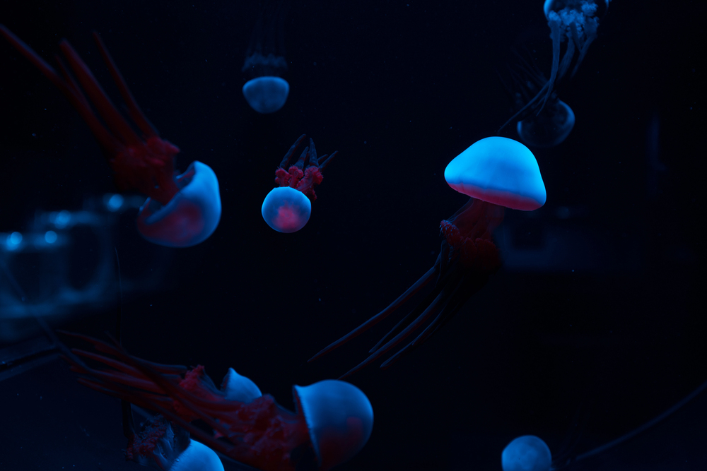 14 Sea Creatures That Glow in Total Darkness