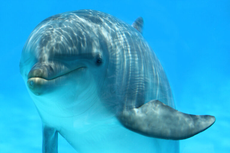 15 Dolphin Behaviors Observed by Scientists