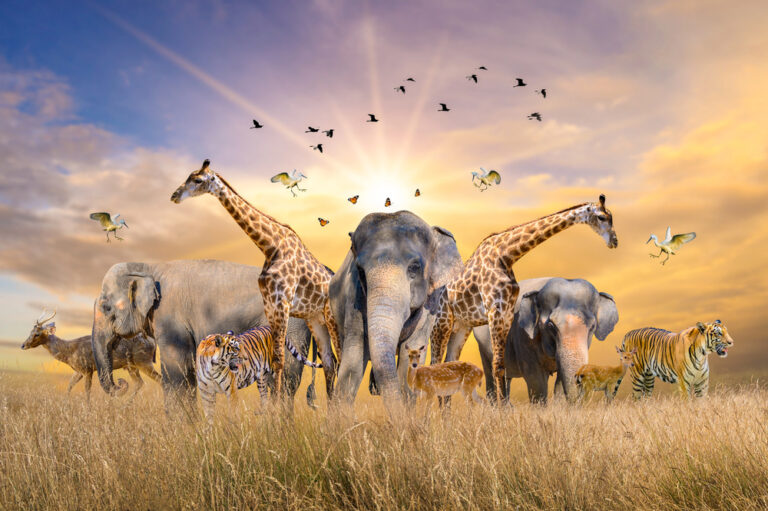 17 Warning Systems Animals Use to Survive Threats