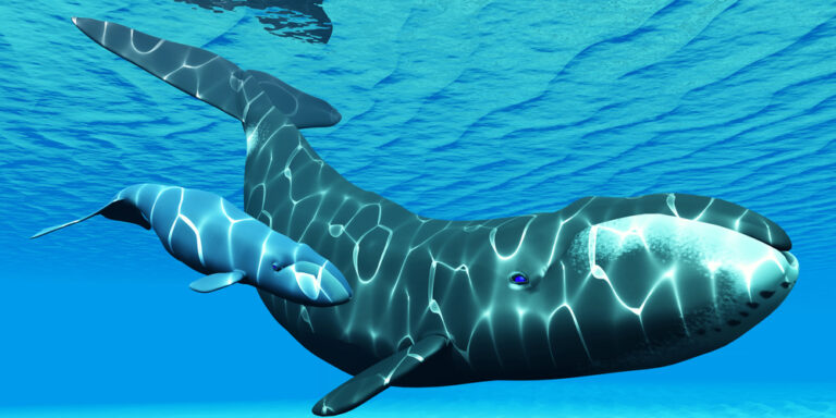 17 Longest-Living Creatures Ever Recorded
