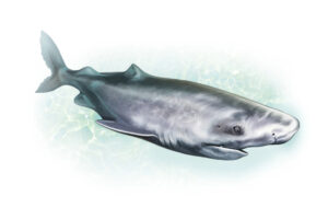 17 Longest-Living Creatures Ever Recorded