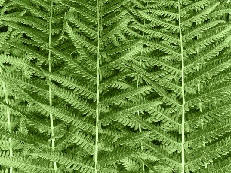 14 Interesting Facts About Rainforest Ecosystems