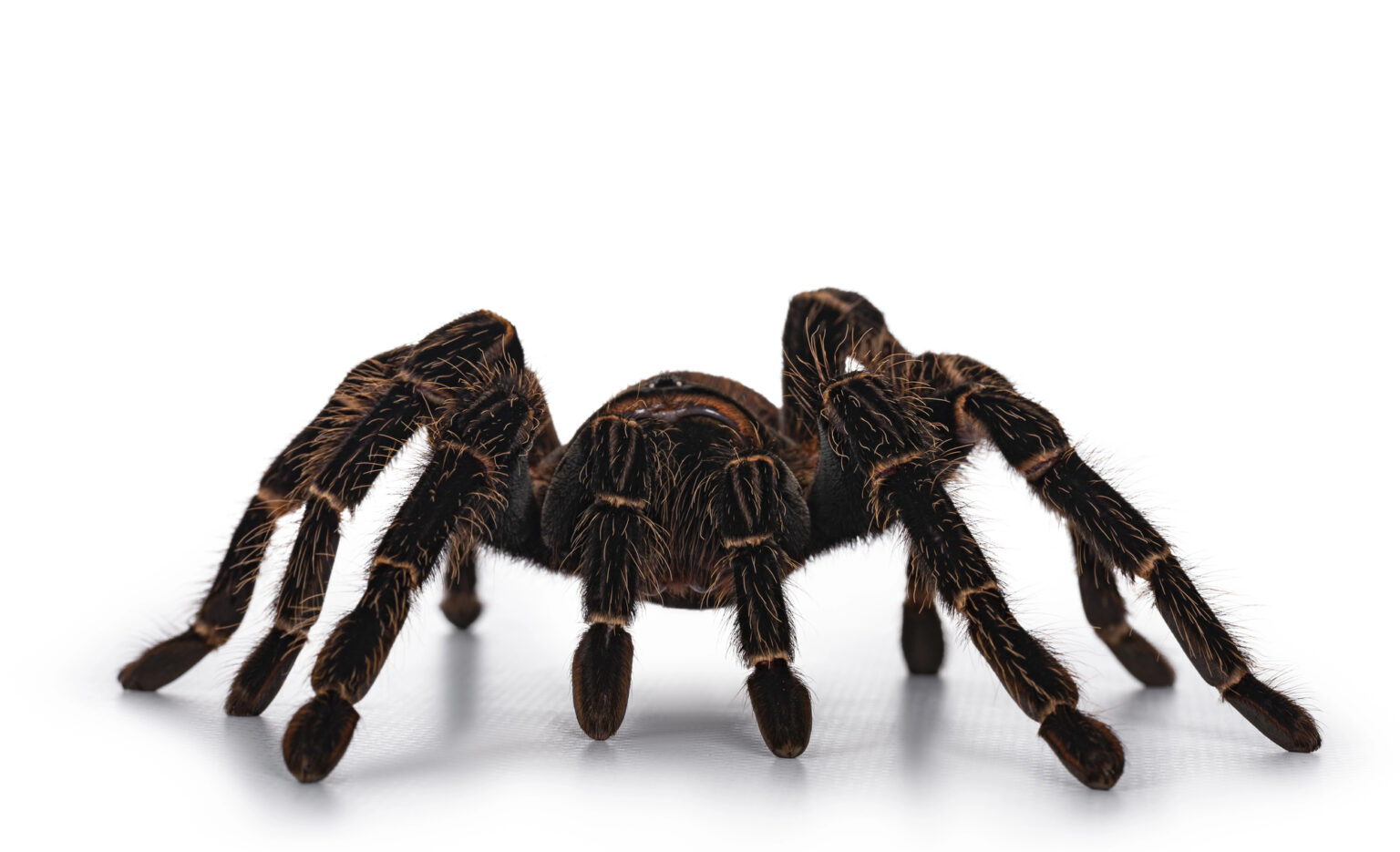 15 Giant Spider Species People Have Actually Seen