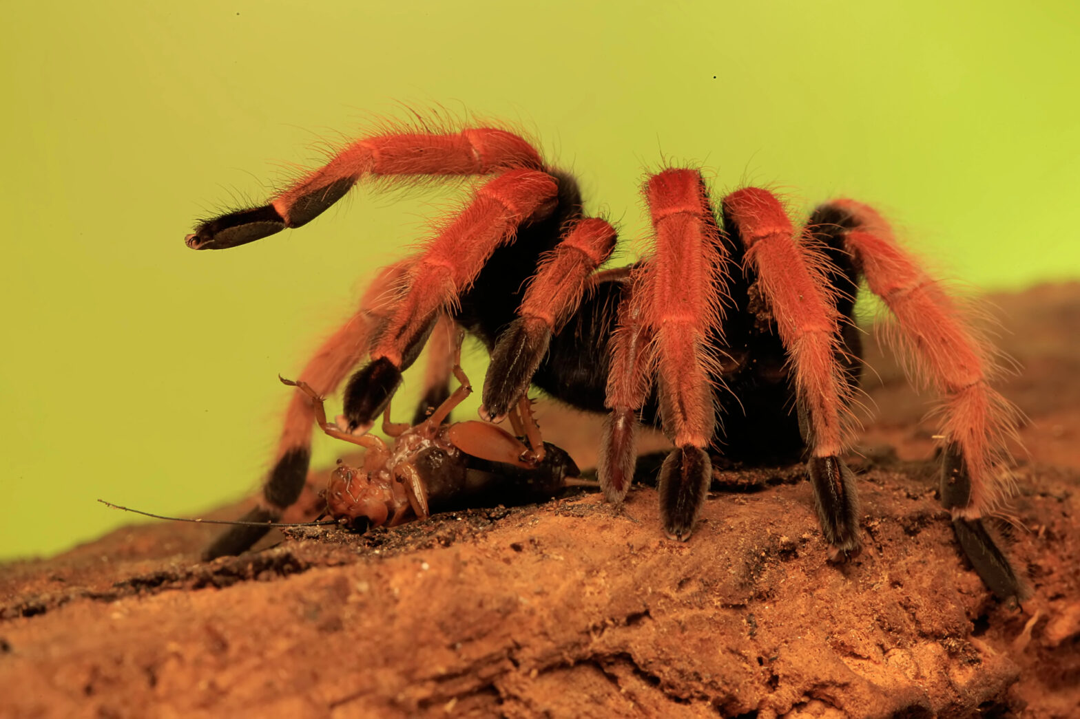 15 Giant Spider Species People Have Actually Seen