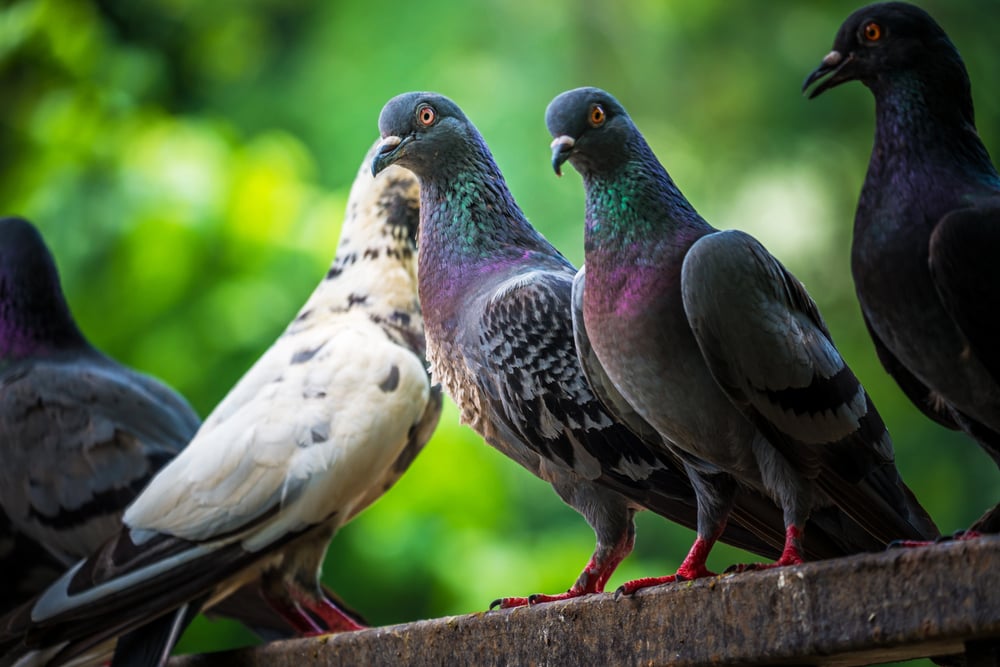 15 Carrier Pigeons That Aided in Wars