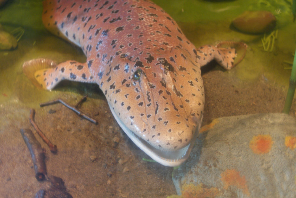 14 Fishes That Can Survive on Land for Long