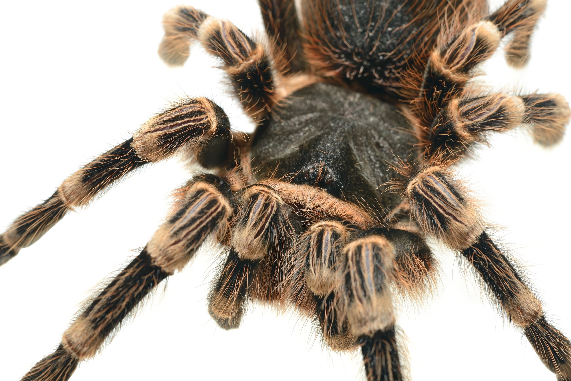 15 Giant Spider Species People Have Actually Seen