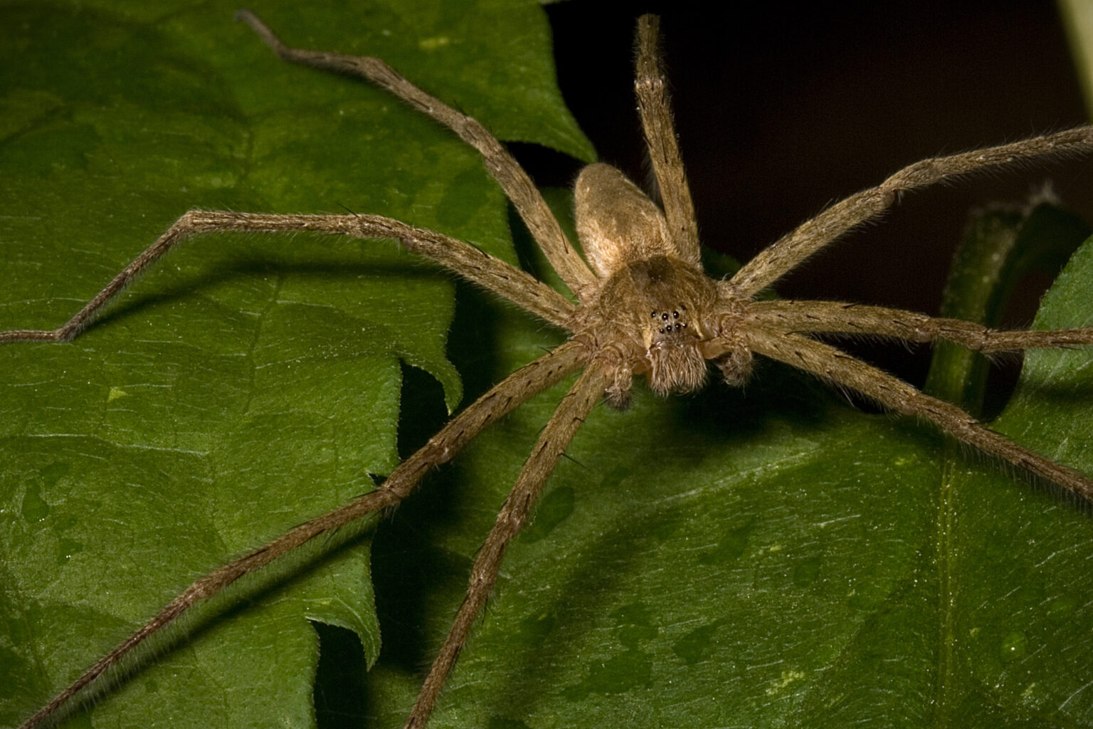 15 Giant Spider Species People Have Actually Seen
