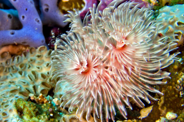 17 Longest-Living Creatures Ever Recorded