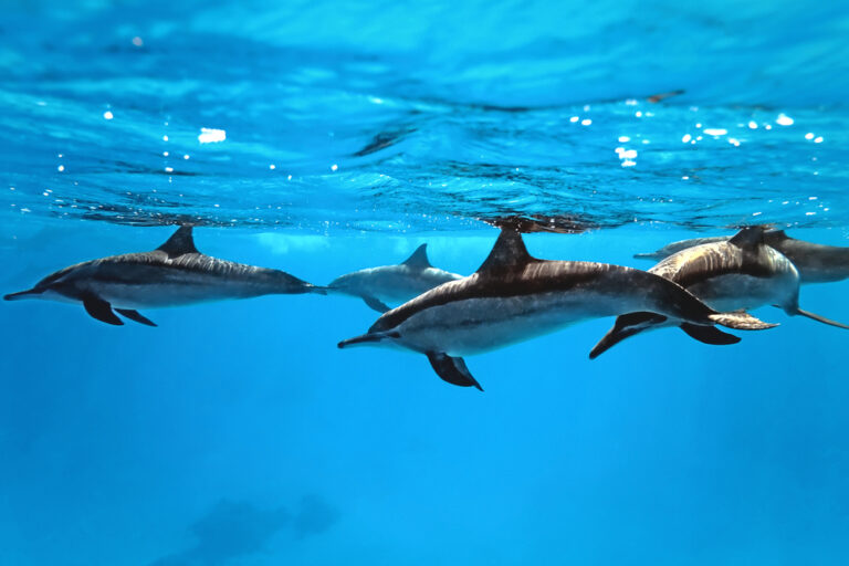 15 Dolphin Behaviors Observed by Scientists
