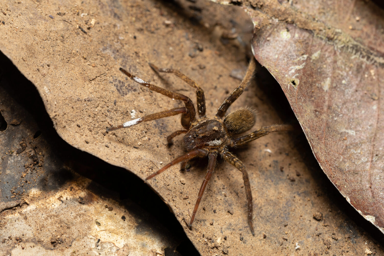 15 Giant Spider Species People Have Actually Seen